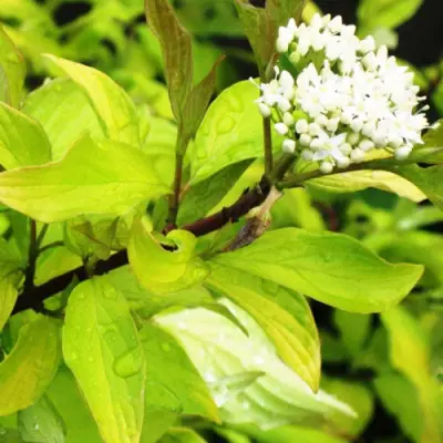 Дерен Ауреа (Aurea) / c1 H 50 см купити за ціною 200 грн. в Україні ...