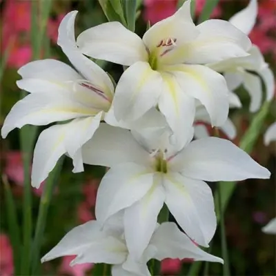 Гладіолус Bride (3шт) купити недорого в Україні