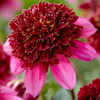 Жоржина анемоноподібна Poodle Skirt купити за ціною 180 грн. в Україні ...