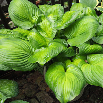 Хоста Ovata (Овата) / кореневище купити за ціною 90 грн. в Україні ...