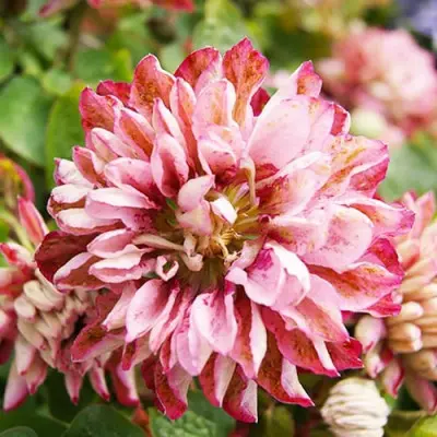 Клематис Пінк Пешн (Pink Passion) / кореневище купити за ціною 389 грн ...