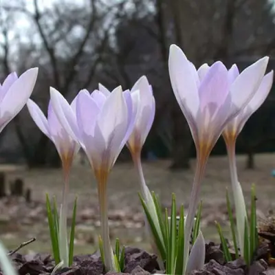Крокус Etruscus Rosalind / цибулини, 3 шт. купити за ціною 45 грн. в ...