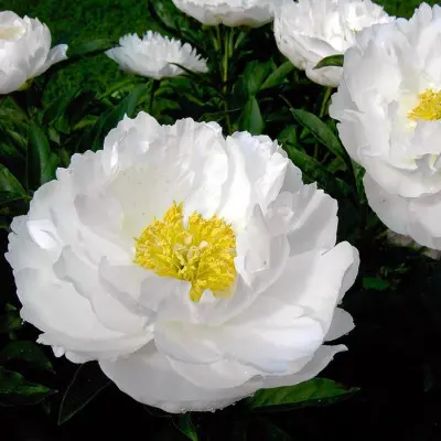 Пион Травянистый Miss America (Мисс Америка) корневище купить по цене ...