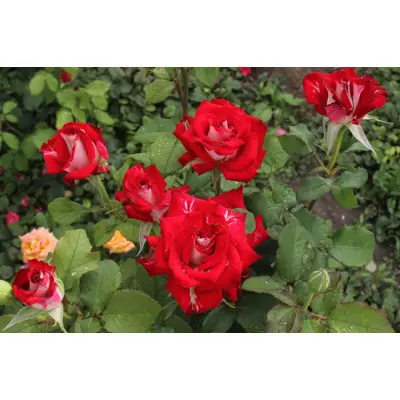 Роза чайно-гибридная Лавли Ред (Lovely red) / саженцы купить по цене ...